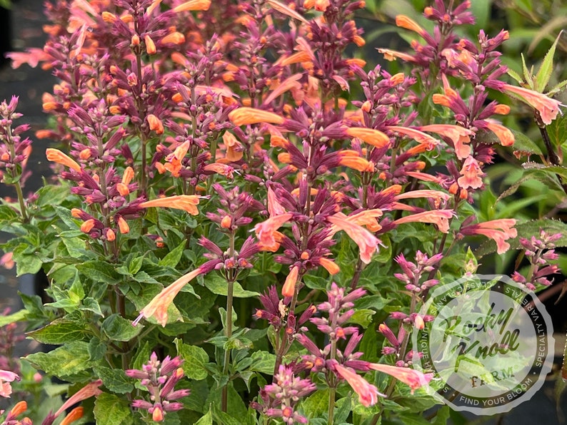 Agastache 'mango Tango' Hummingbird Mint - Etsy