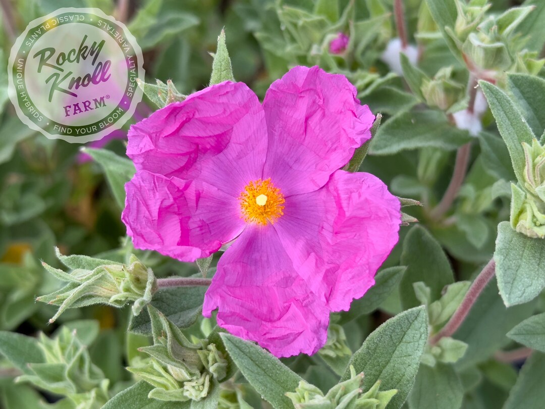Cistus Pulverulentus 'sunset' Magenta Rockrose - Etsy
