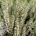 Calluna Silver Knight Heather - Etsy