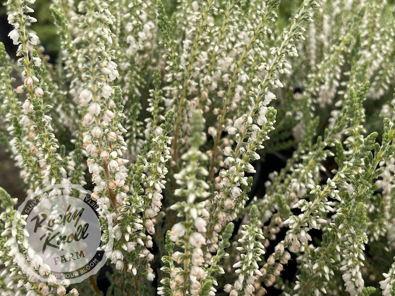 Calluna Silver Knight Heather - Etsy