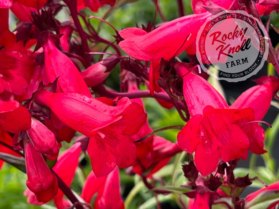 Penstemon 'firebird' - Etsy