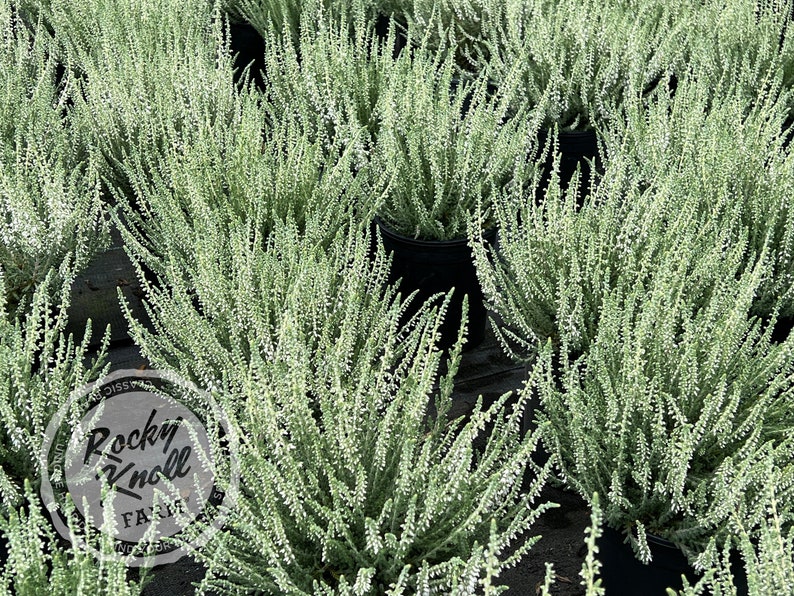 Calluna Silver Knight Heather - Etsy