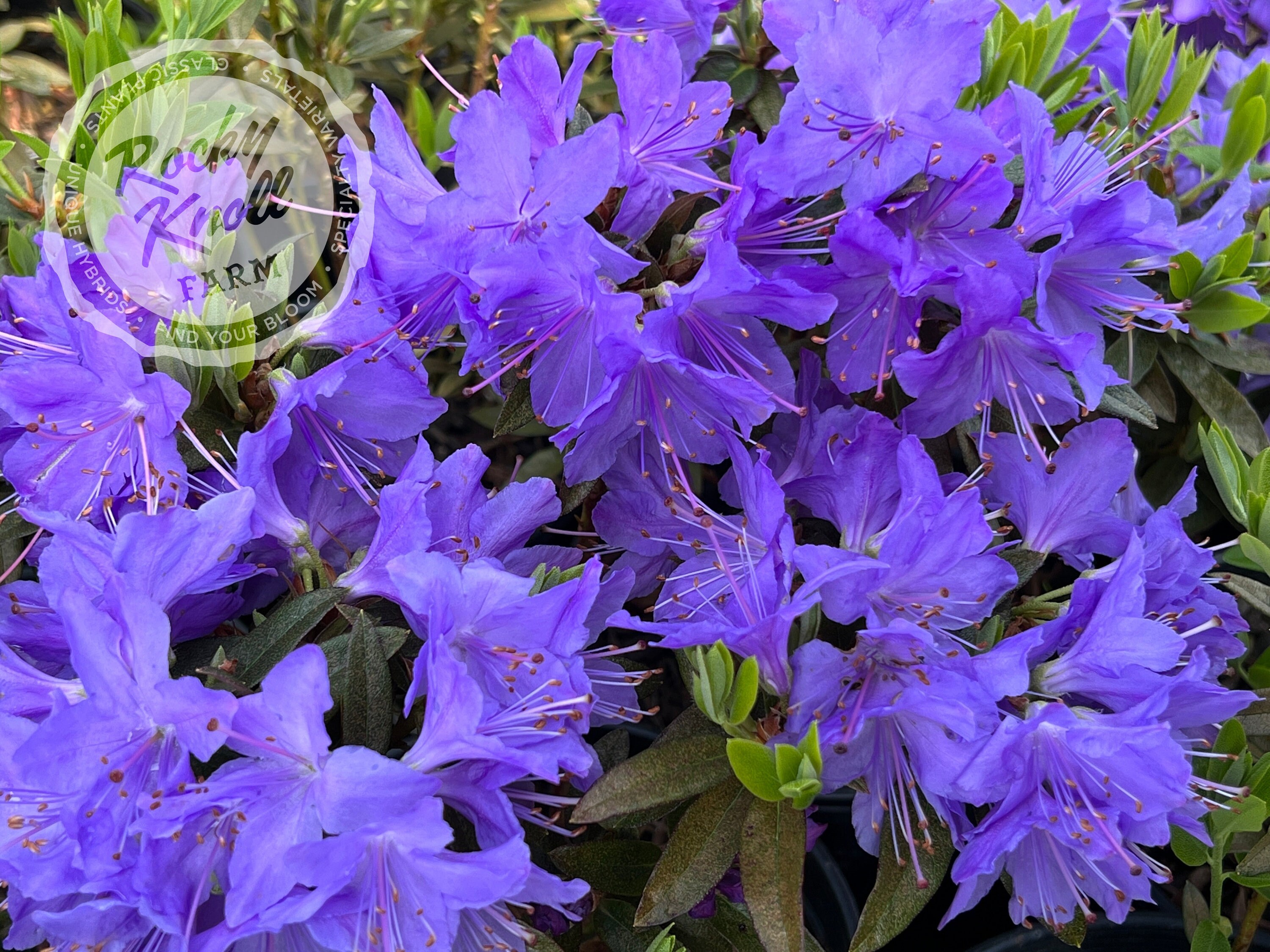 Vibrant Violet - Etsy