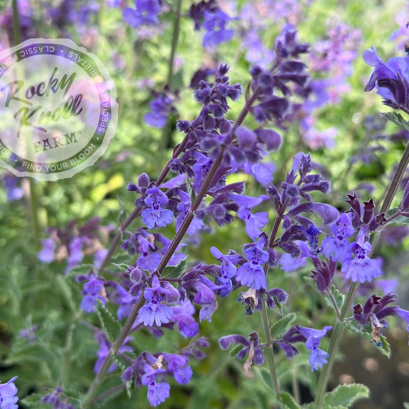 Walkers Low Catmint - Etsy