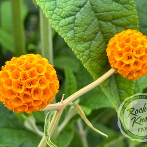 Orange Ball Butterfly Bush - Buddleia Globosa - Etsy