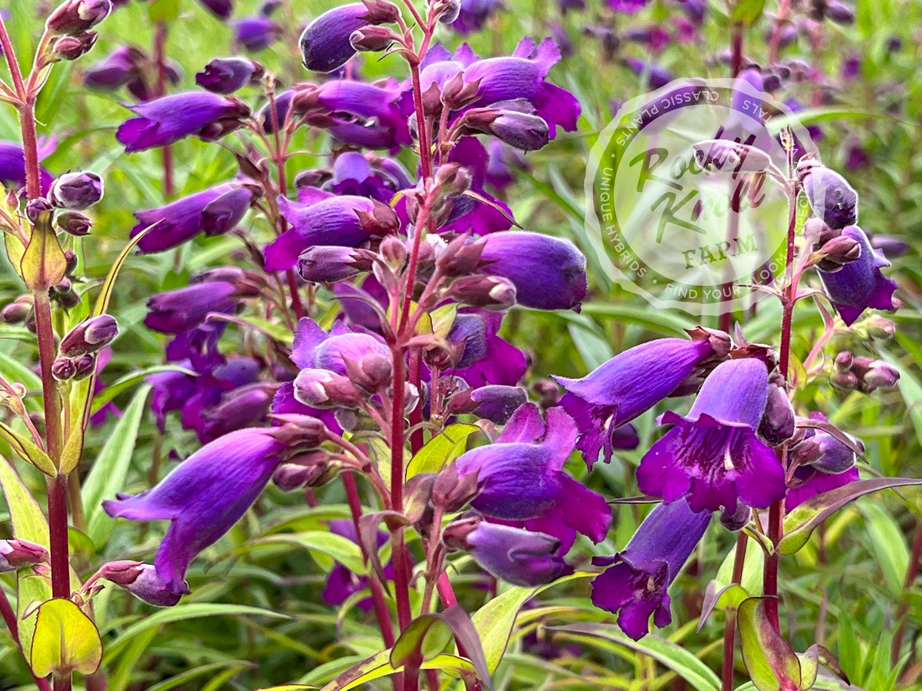 Penstemon Sour Grapes - Etsy