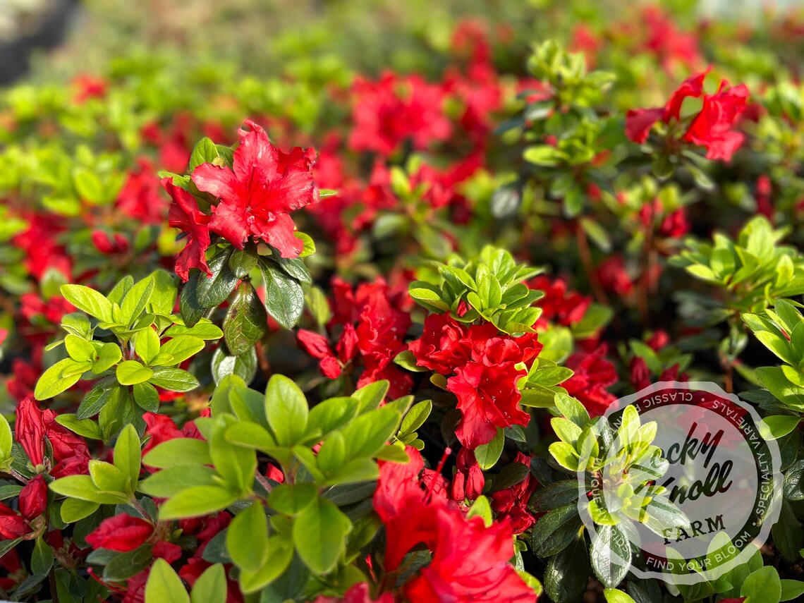 Girard's Hot Shot - Etsy