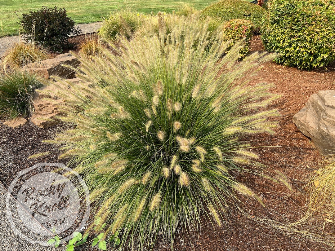 Hameln Dwarf Fountain Grass - Pennisetum Alopecuroides - Etsy
