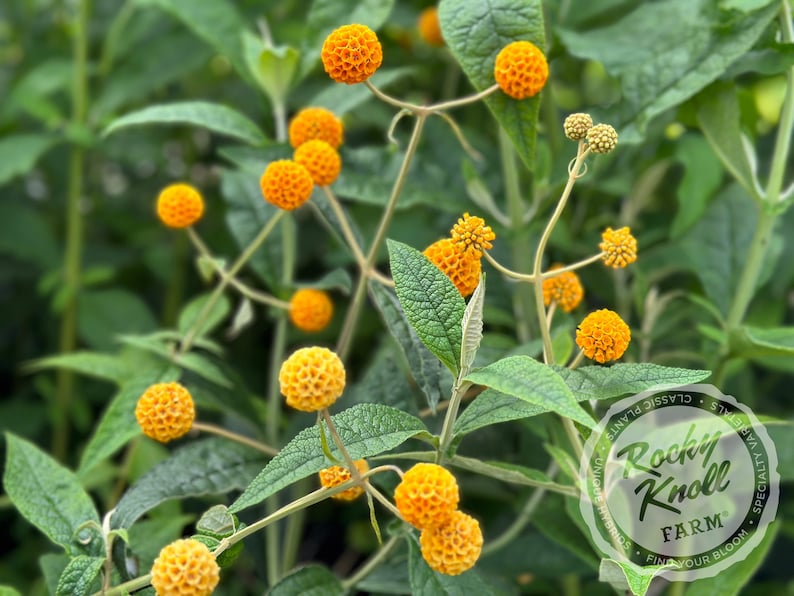 Orange Ball Butterfly Bush - Buddleia Globosa - Etsy