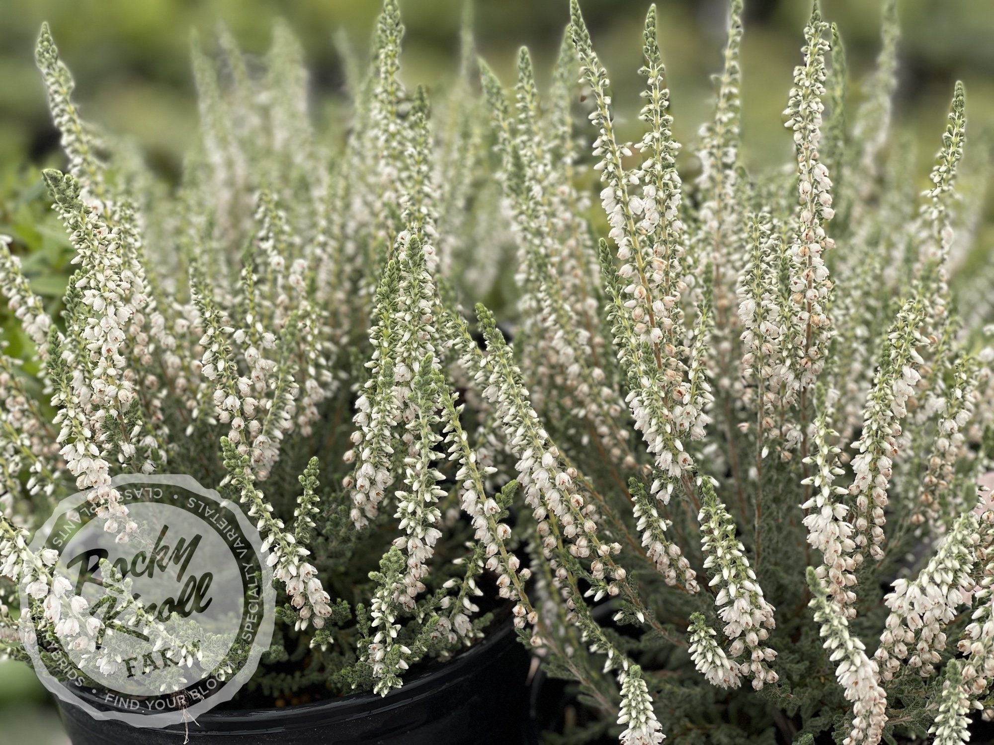 Calluna Silver Knight Heather | Etsy