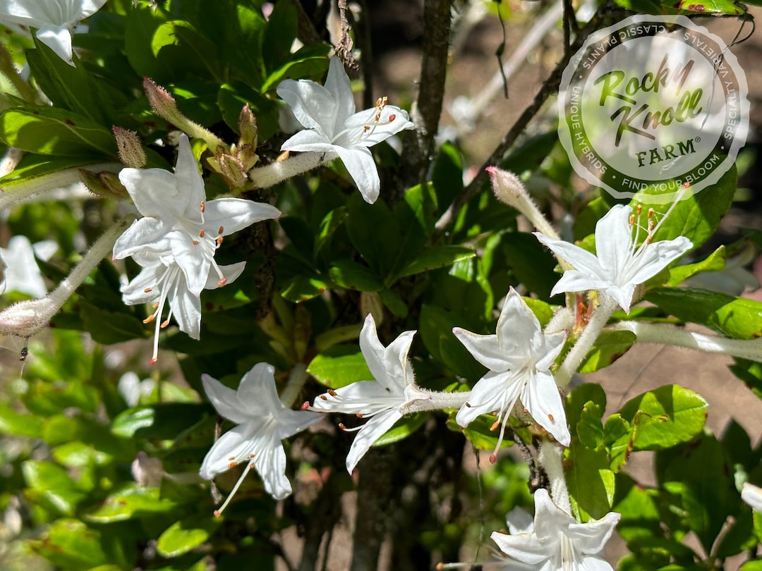 R. Viscosum 'swamp Azalea' - Etsy