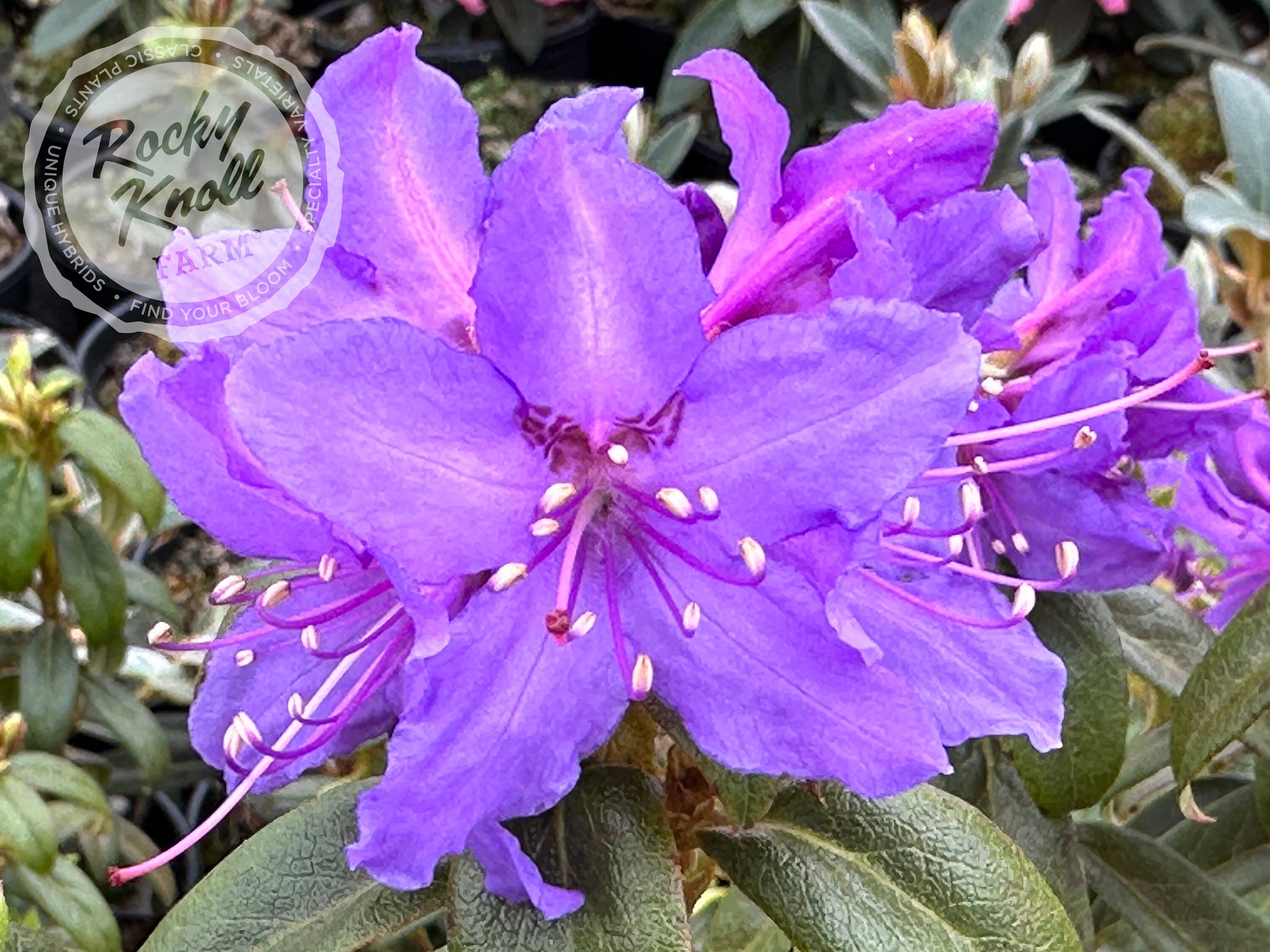 Ilam Violet - Etsy