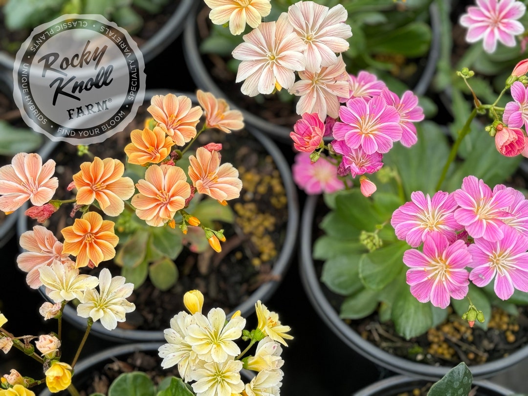 Lewisia Cotyledon 'rainbow Mix' - Etsy