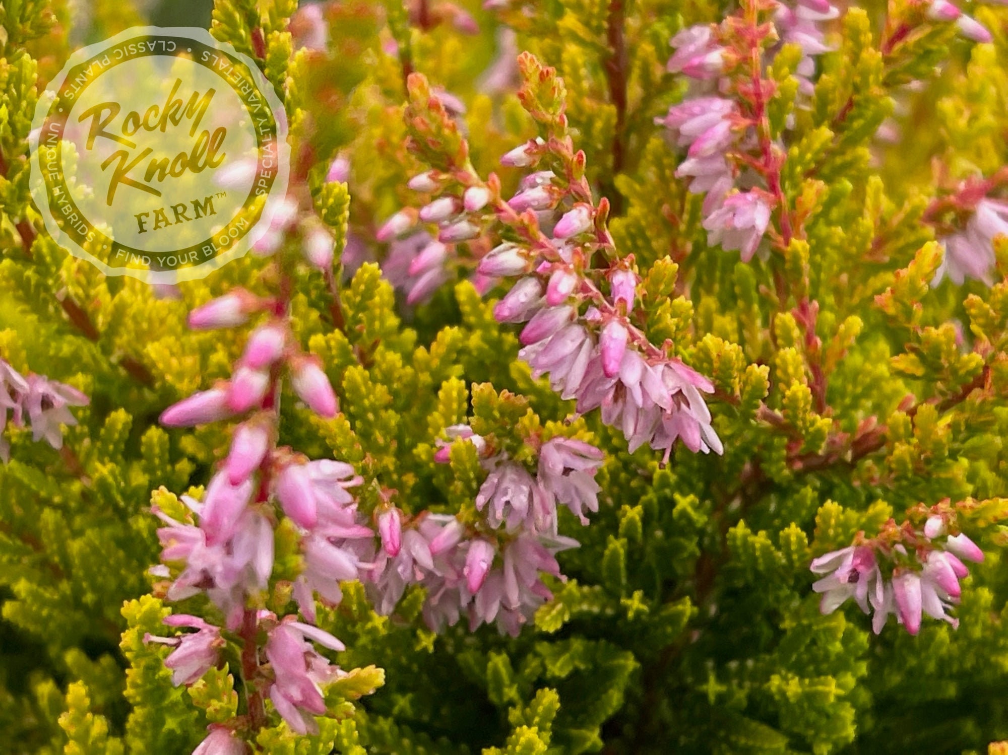 Calluna Winter Chocolate Heather - Etsy