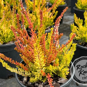 Calluna Winter Chocolate Heather - Etsy