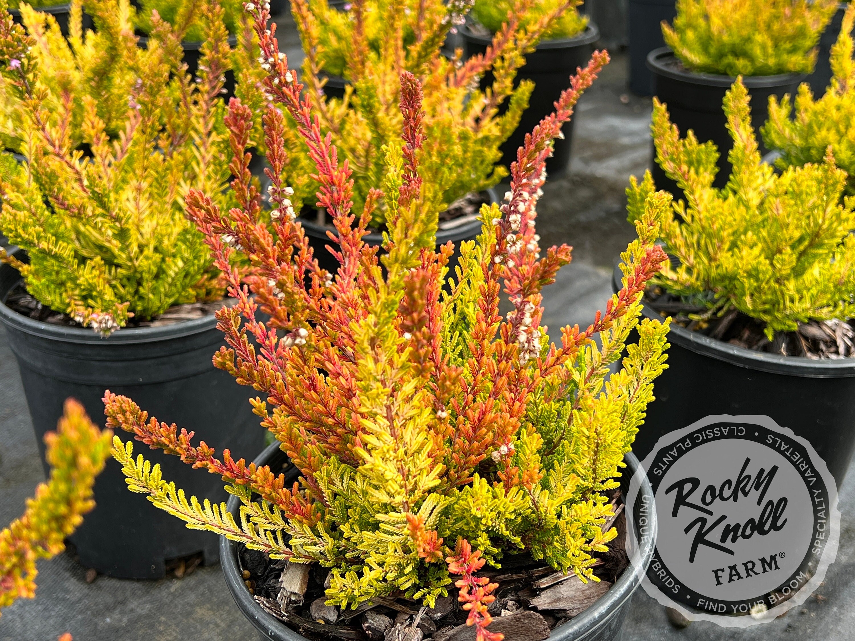 Calluna Winter Chocolate Heather - Etsy