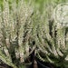 Calluna Silver Knight Heather - Etsy