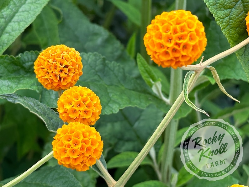 Orange Ball Butterfly Bush - Buddleia Globosa - Etsy