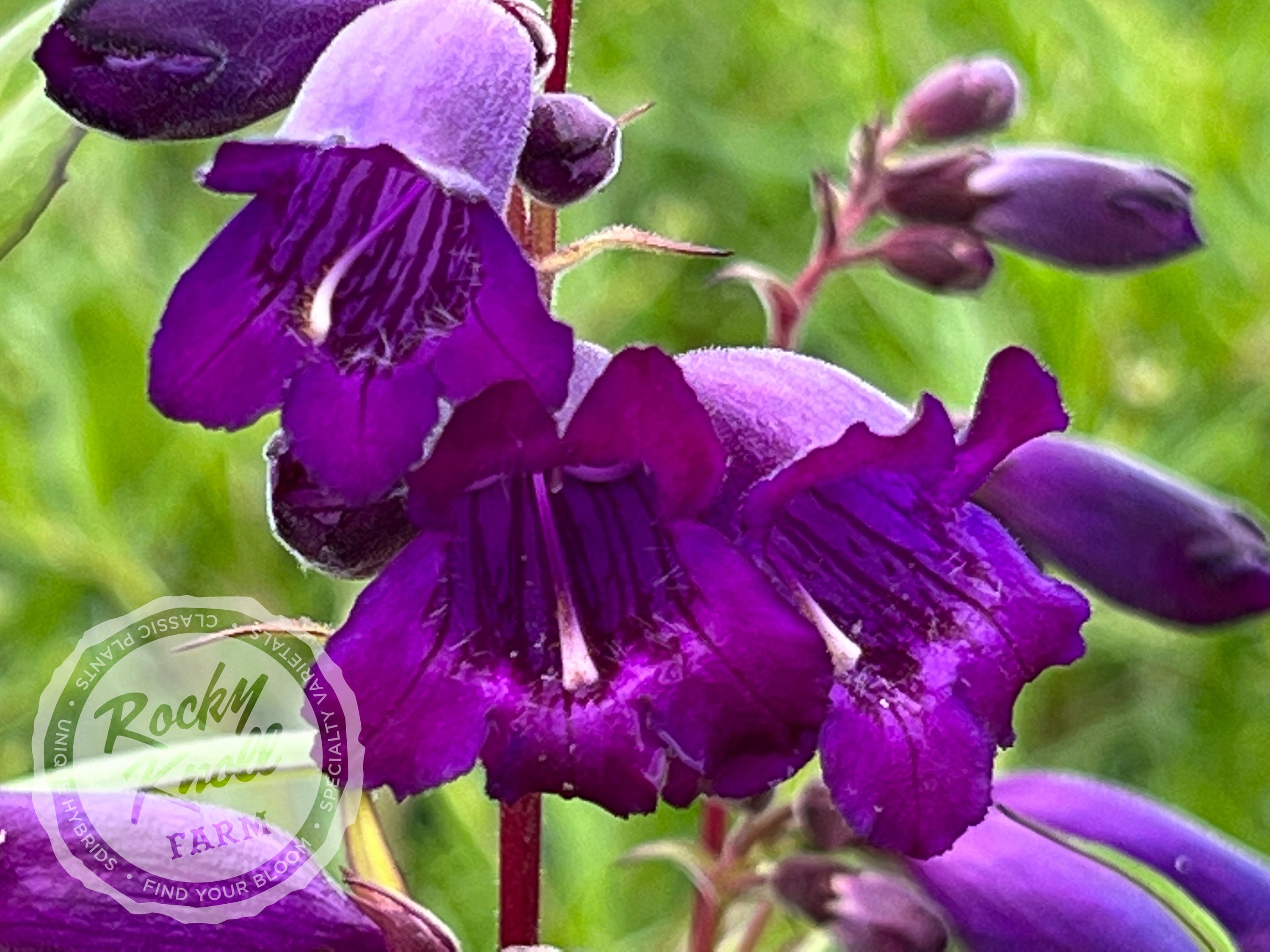 Penstemon Sour Grapes - Etsy