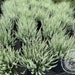 Calluna Silver Knight Heather - Etsy