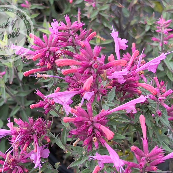 Hummingbird Mint Plant - Etsy