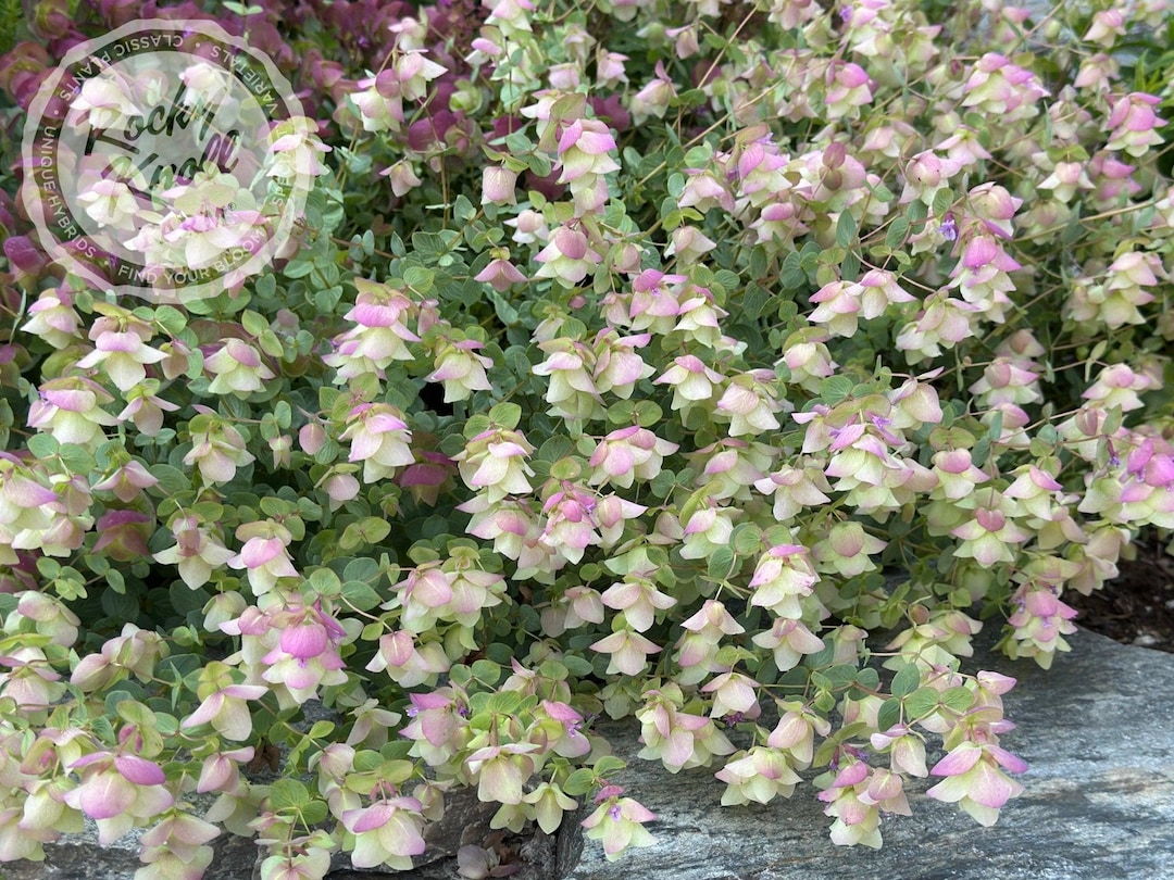 Kent Beauty Oregano - Etsy