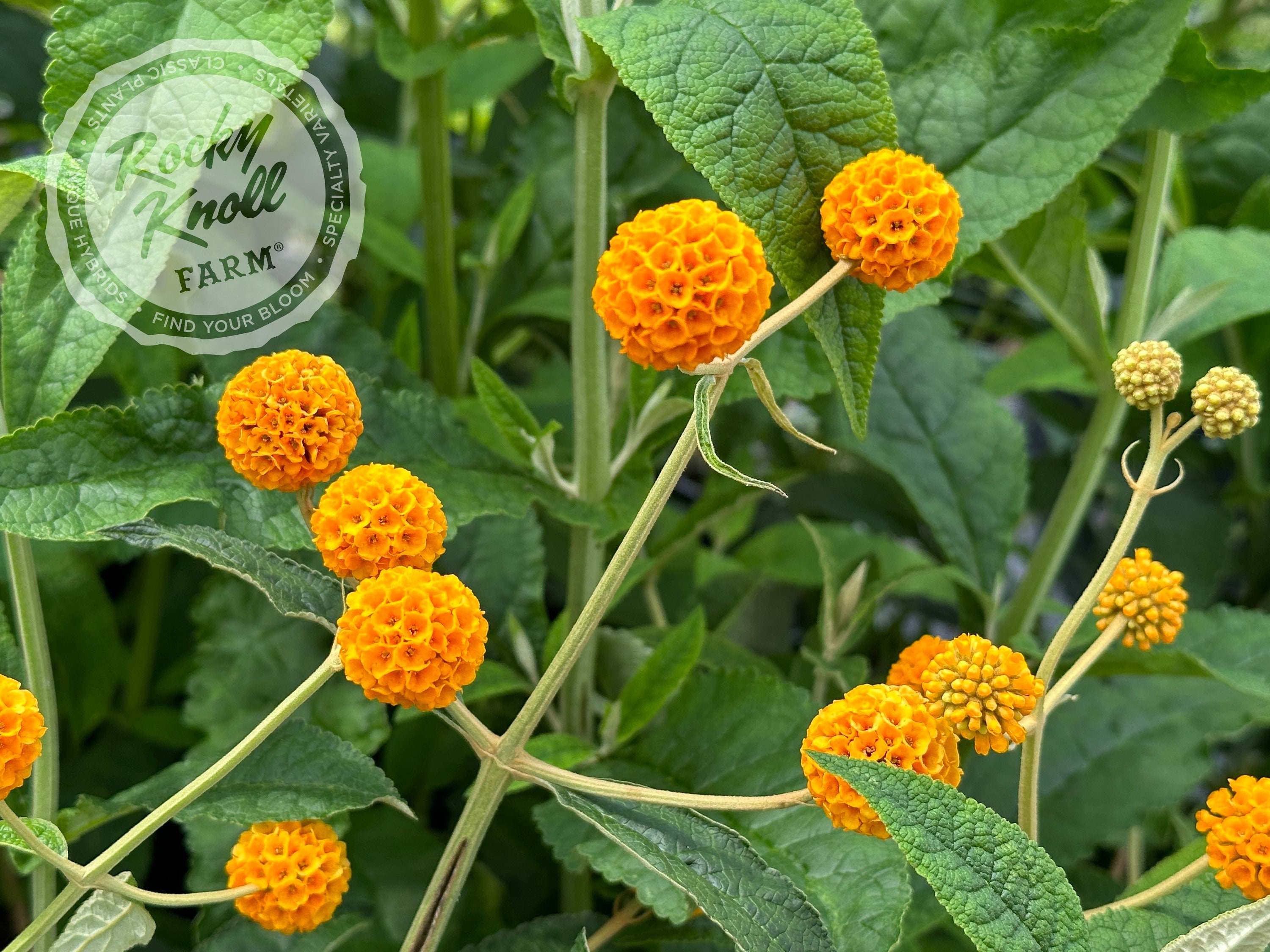 Orange Ball Butterfly Bush - Buddleia Globosa - Etsy