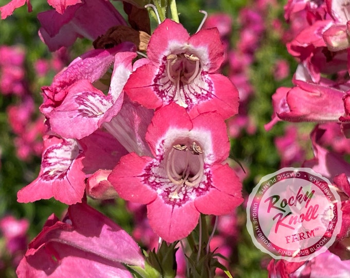 Penstemon 'firebird' - Etsy