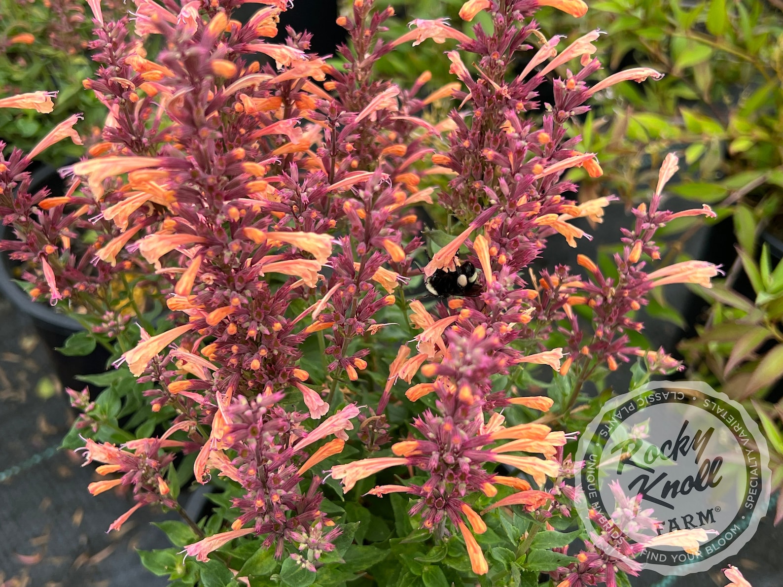 Agastache 'mango Tango' Hummingbird Mint - Etsy