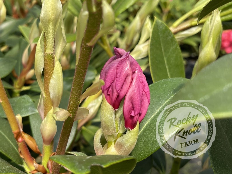 Mrs. Charles E. Pearson - Etsy