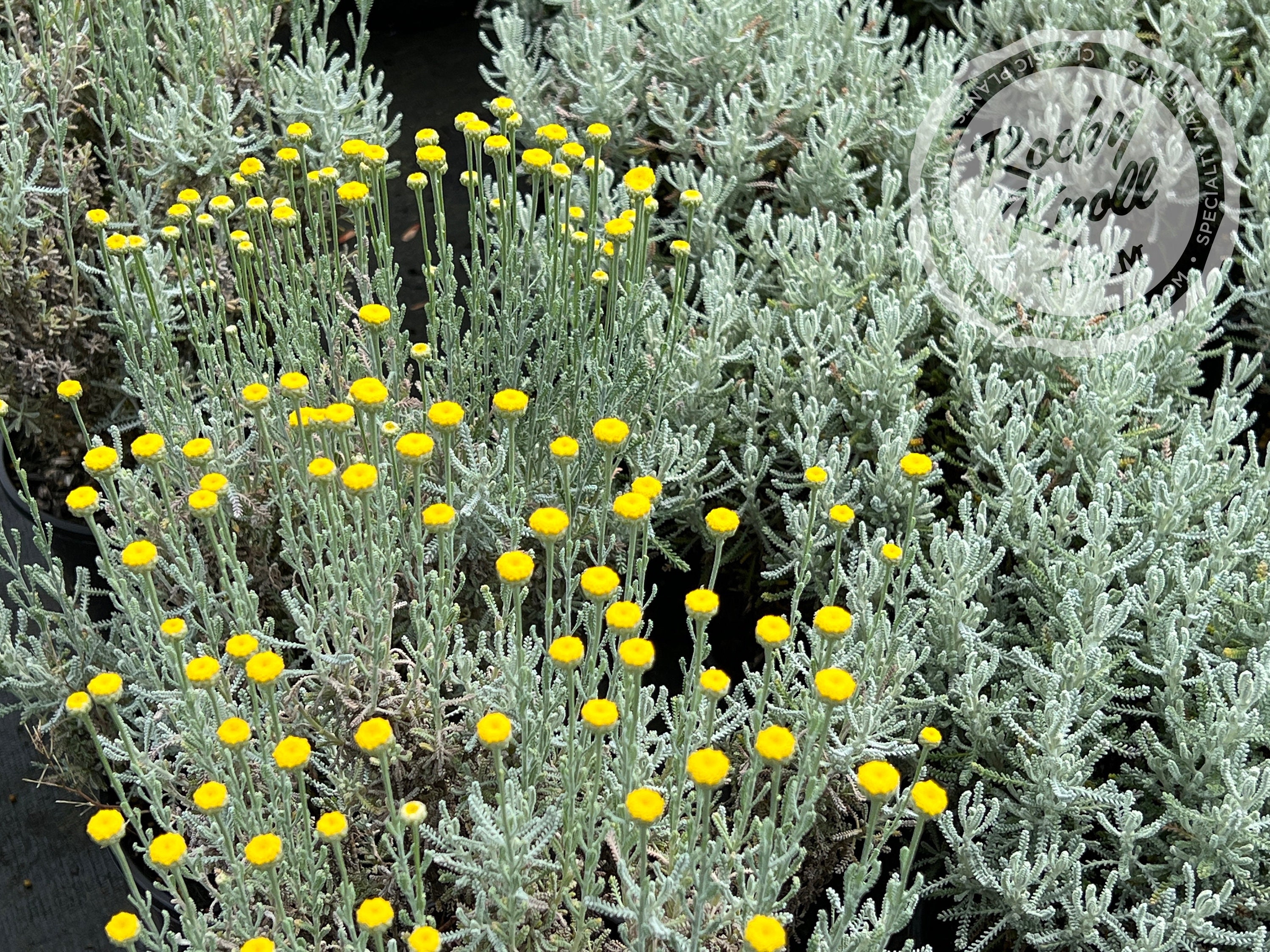 Santolina Chamaecyparissus 'lavender Cotton' - Etsy