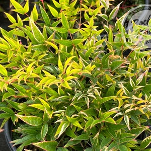 Moon Bay Heavenly Bamboo (nandina Domestica) - Etsy