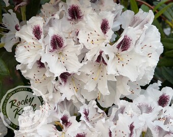 Sappho Violets - Etsy