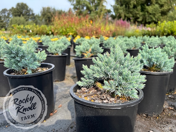 Blue Star Juniper