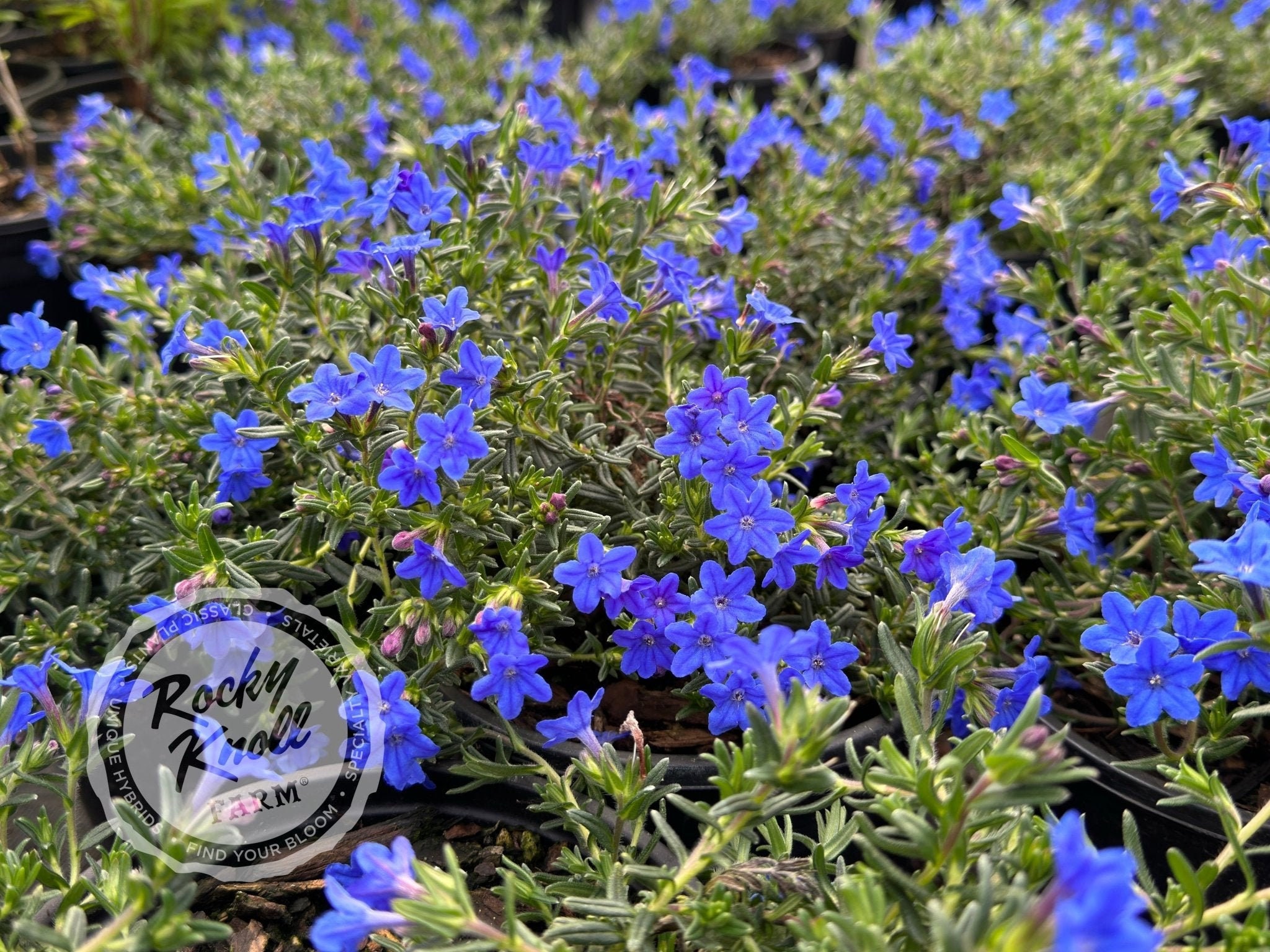 Lithodora Diffusa - 'grace Ward' (gromwell) - Etsy