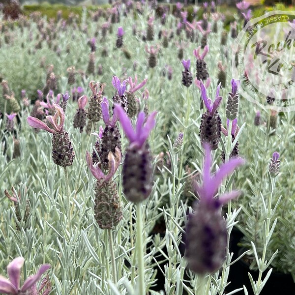 Lavender Silver - Etsy