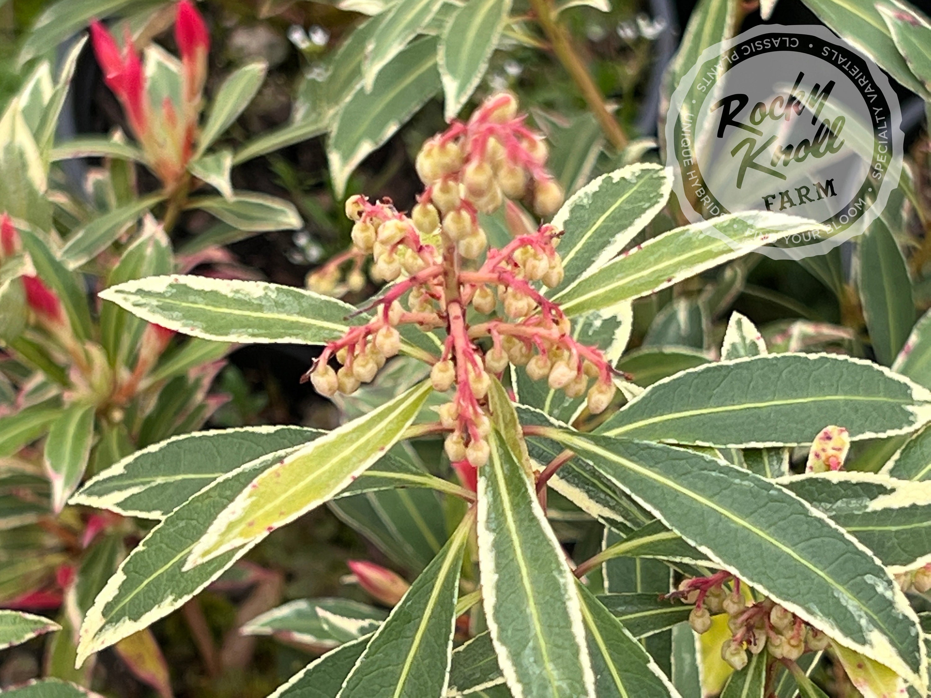 Pieris Japonica Flaming Silver - Etsy