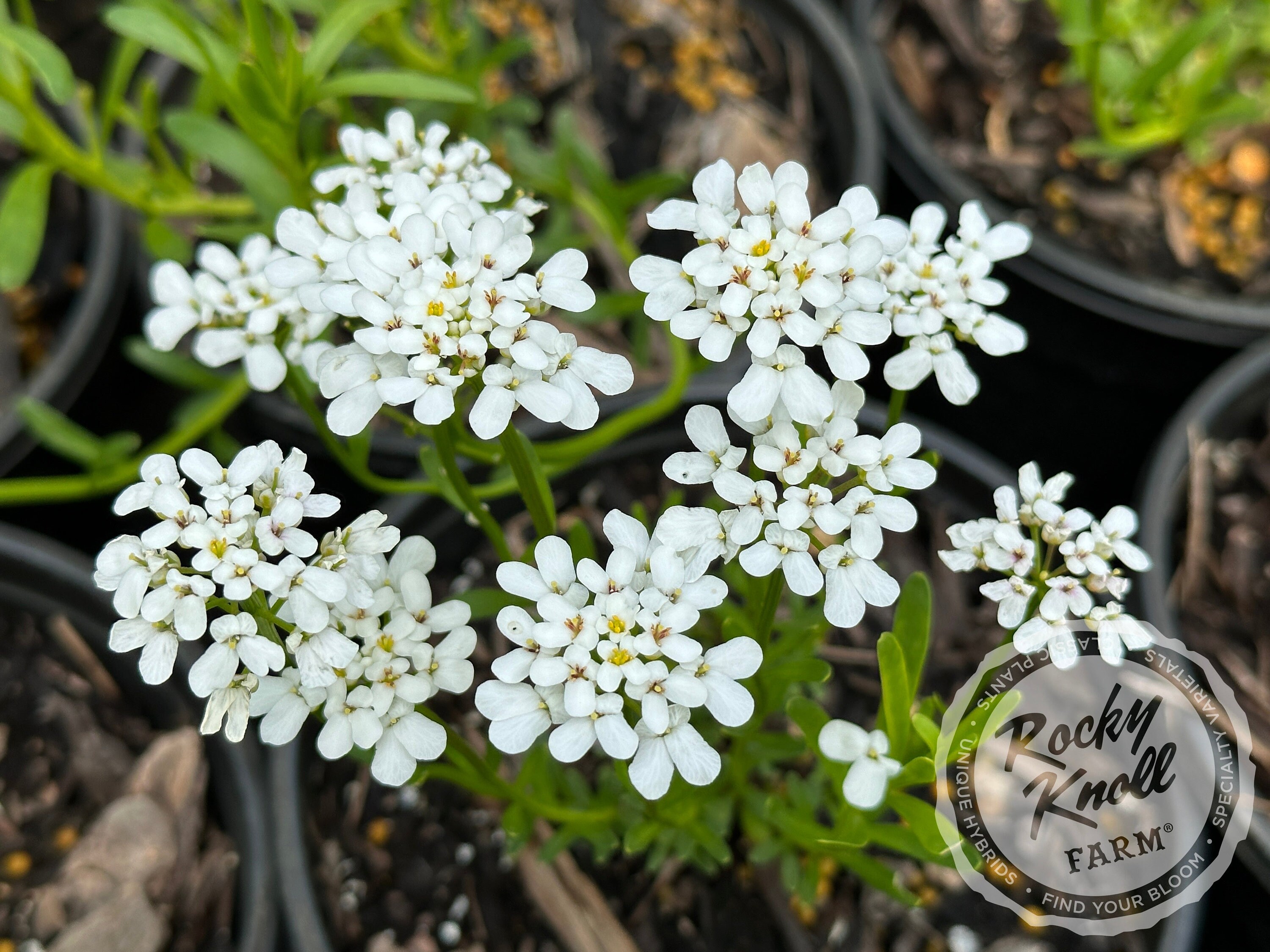 Iberis Sempervirens Purity