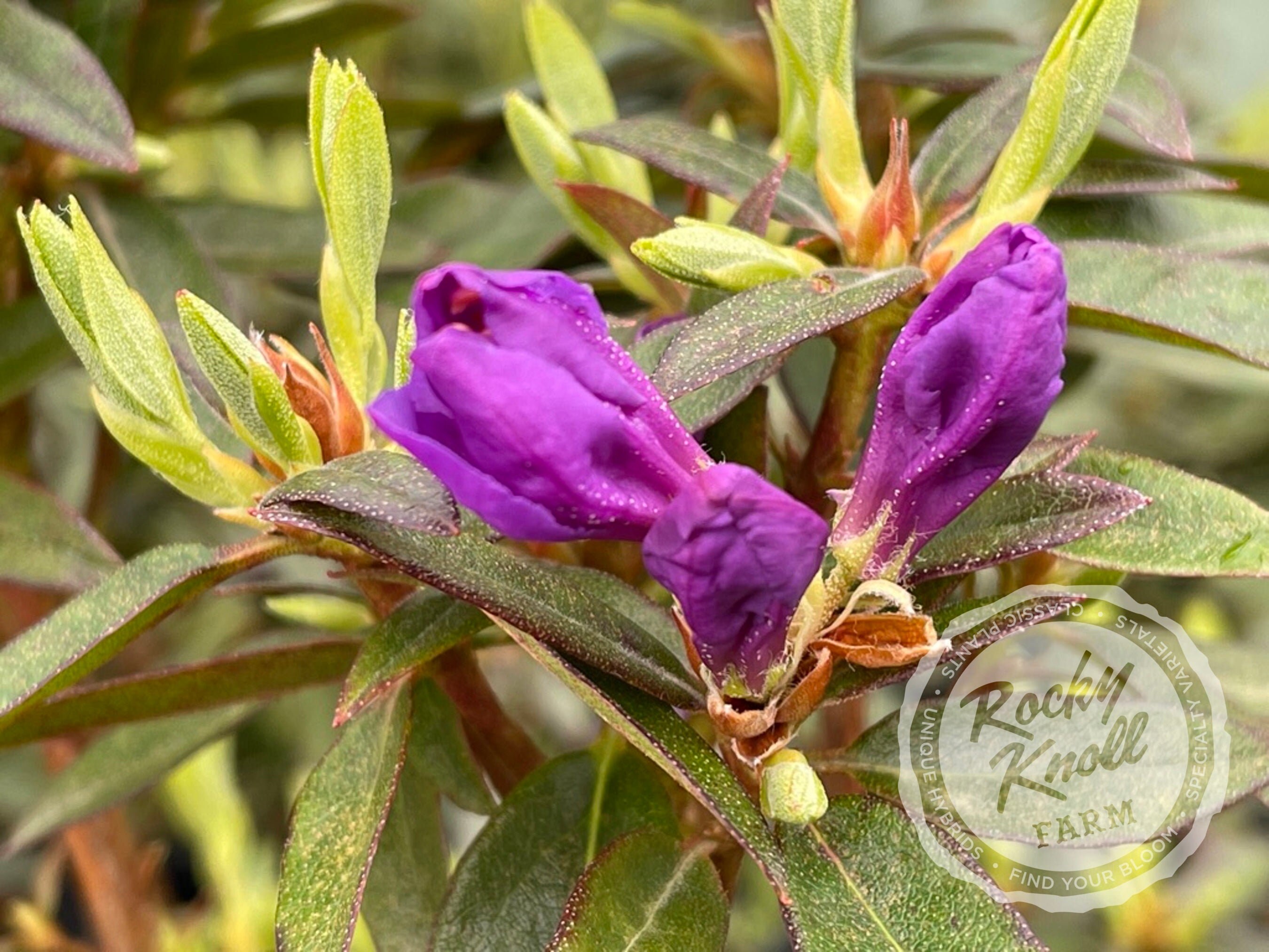 Vibrant Violet - Etsy