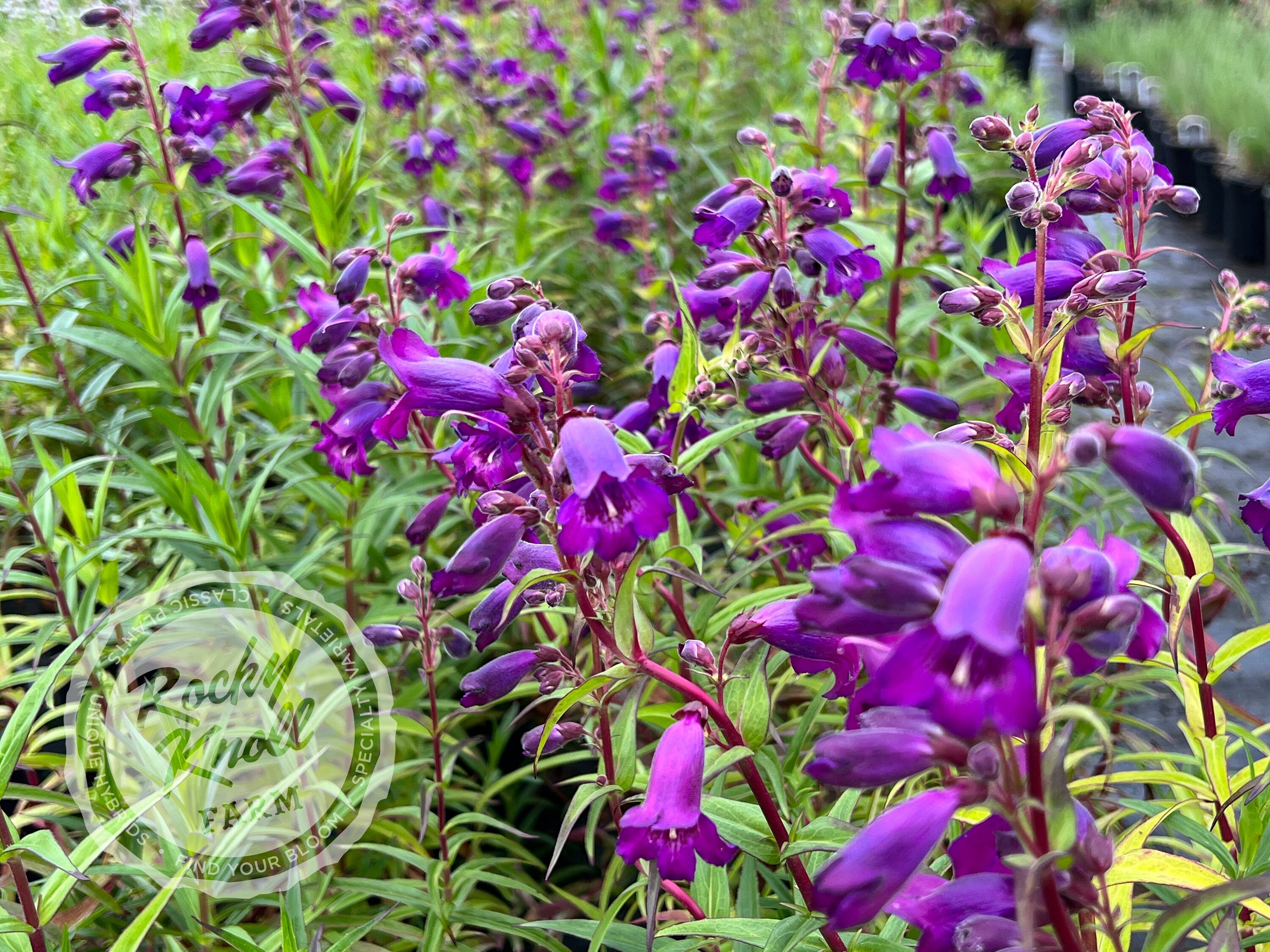Penstemon Sour Grapes - Etsy