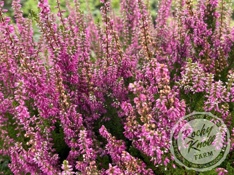 Calluna Dark Beauty Heather - Etsy