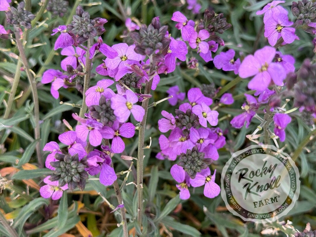 Erysimum 'bowles's Mauve' (wallflower) - Etsy