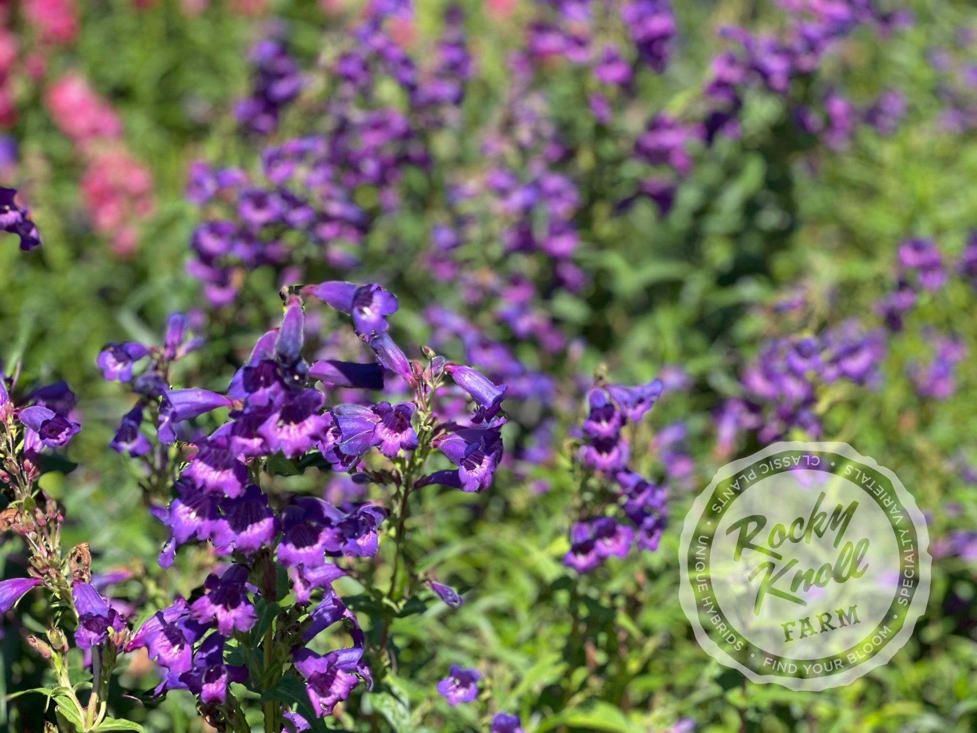 Penstemon Sour Grapes - Etsy