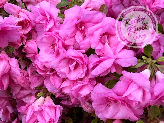 Rosebud Azalea - Etsy