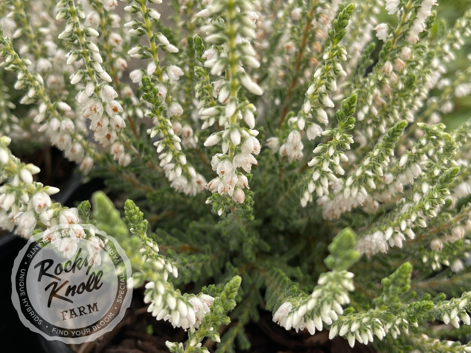 Calluna Silver Knight Heather - Etsy