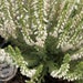 Calluna Silver Knight Heather - Etsy