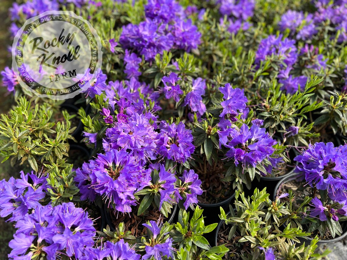 Vibrant Violet - Etsy