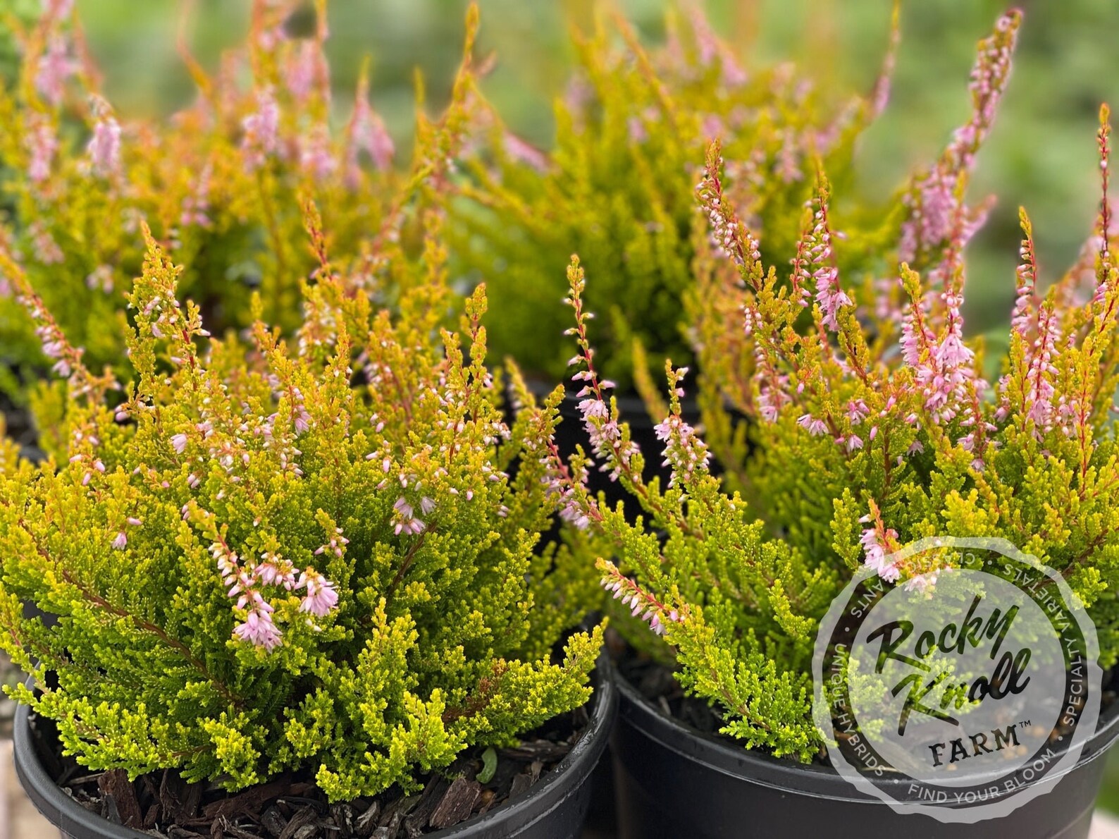 Calluna Winter Chocolate Heather - Etsy