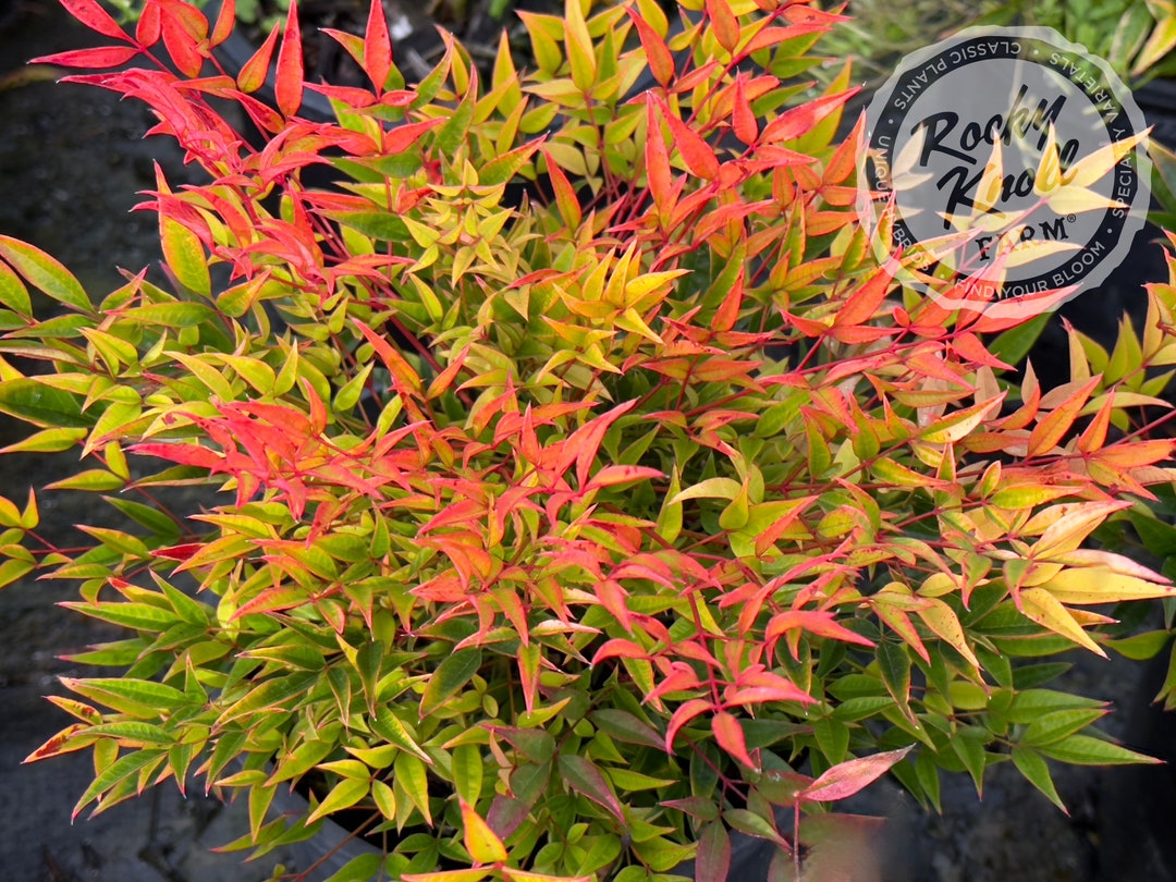 Moon Bay Heavenly Bamboo (nandina Domestica) - Etsy
