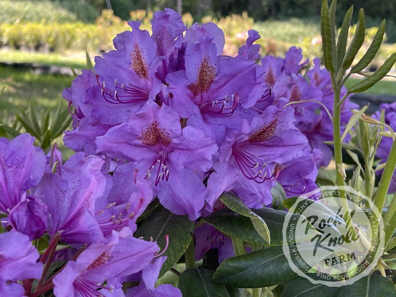 Lees Dark Purple | Etsy